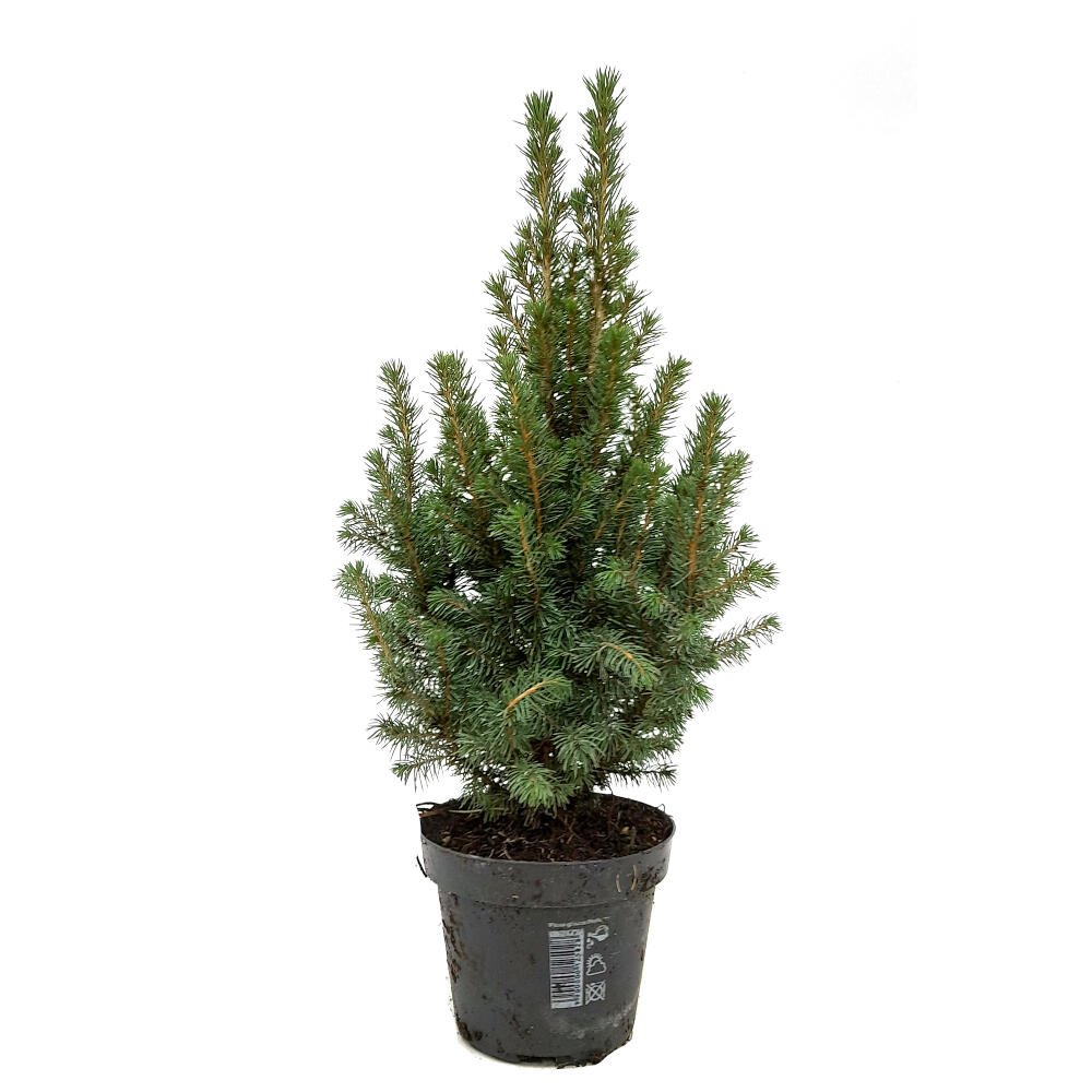PICEA GLAUCA PERFECTA M13 35CM