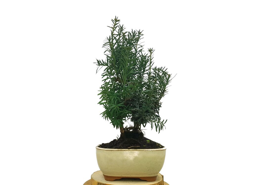 BONSAI TAXUS MEDIA 9 AÑOS (TEJO COMÚN)