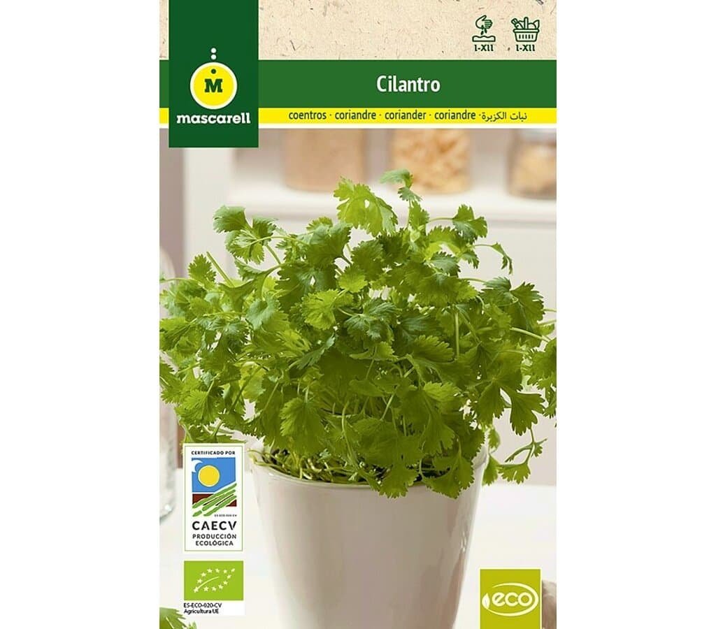 SEMILLAS CILANTRO ECO (CORIANDRUM SATIVUM)