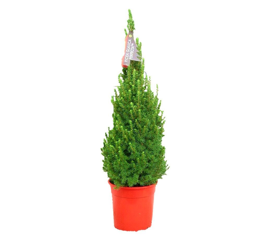 PICEA GLAUCA PERFECTA M24 85CM