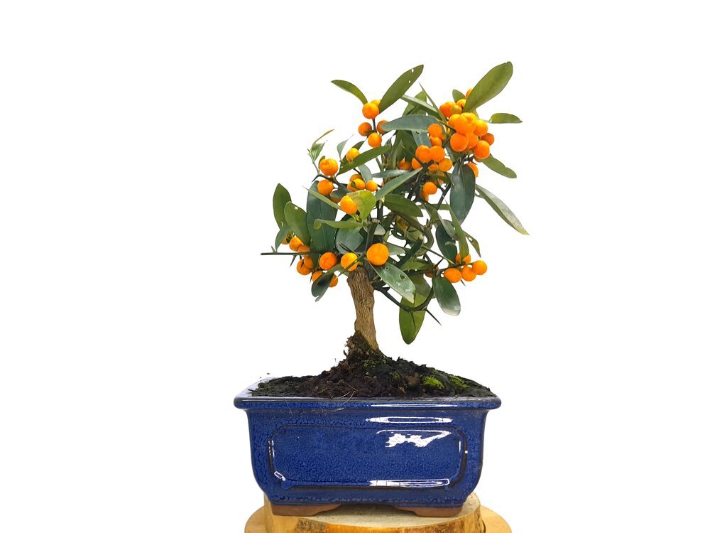 BONSAI CITRUS KINZU 13 AÑOS