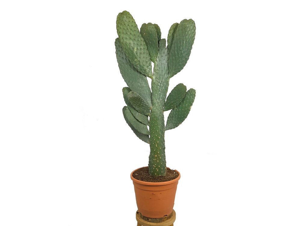 OPUNTIA RUBESCENS CONSOLEA M24 55CM