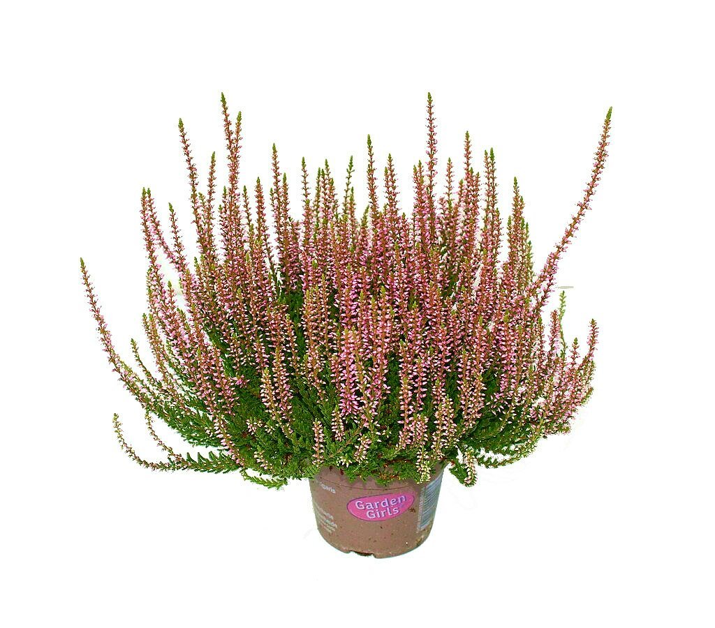 CALLUNA VULGARIS ROSA M12 25CM