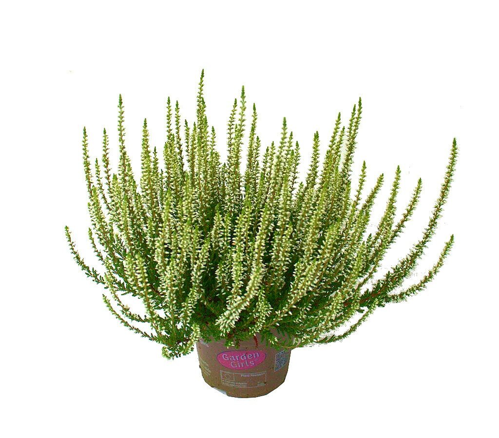 CALLUNA VULGARIS BLANCA M12 25CM