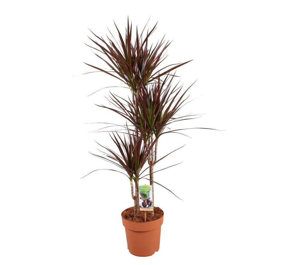 DRACENA MAGENTA 3 TRONCOS 60-30-15 M21 120CM
