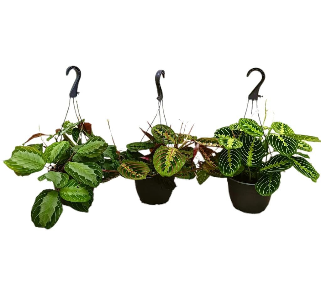 MARANTA LEUCONEURA MIX M15