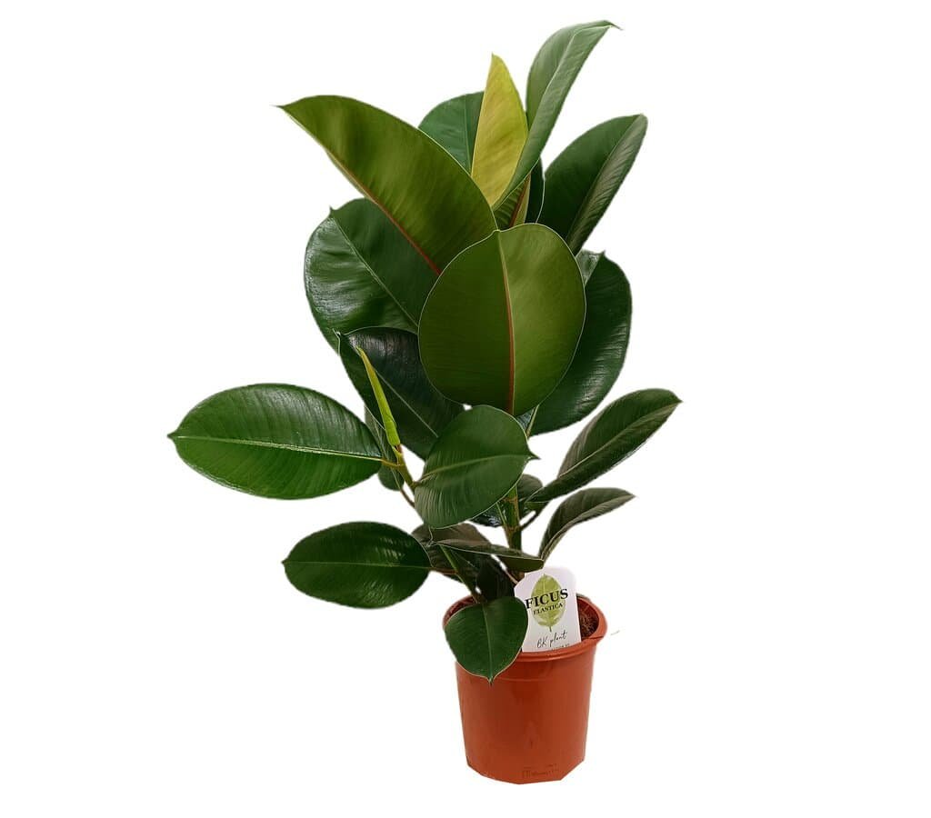 FICUS ELASTICA ROBUSTA M17