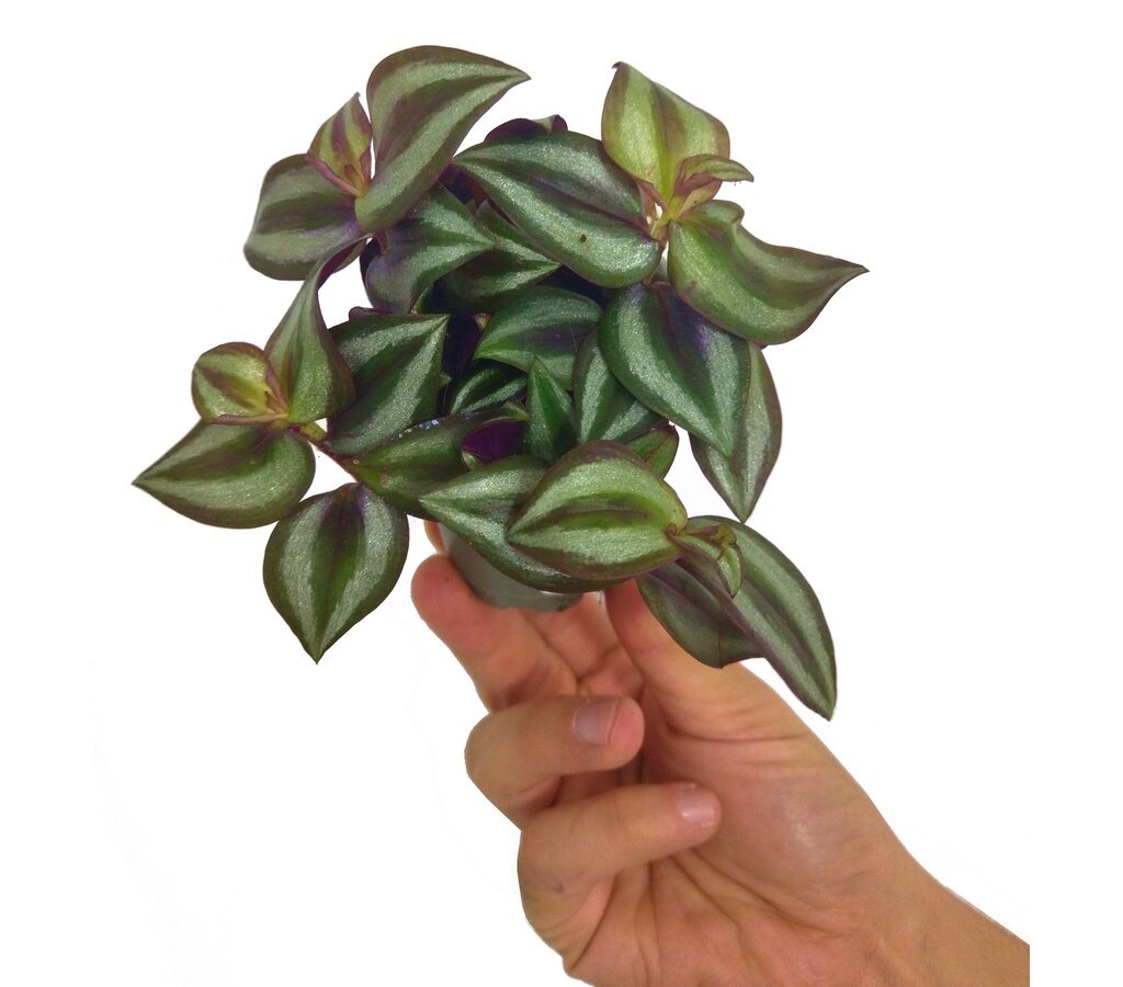 TRADESCANTIA MINI MIX M6