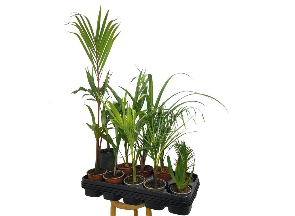 PACK 10 MINI PALMERAS BABY