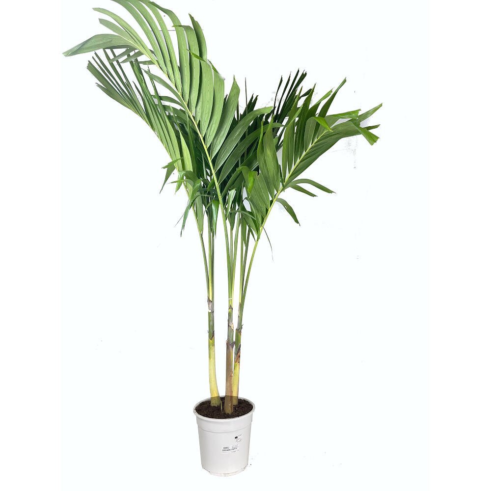 ADONIDIA MERRILLII GRUPO M24 170CM (PALMA DE MANILA)
