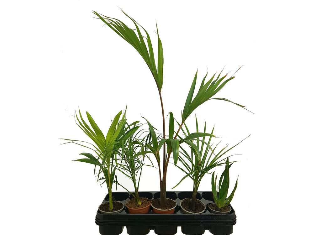 PACK 5 MINI PALMERAS BABY