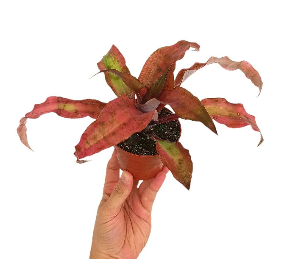 CRYPTANTHUS RED M9