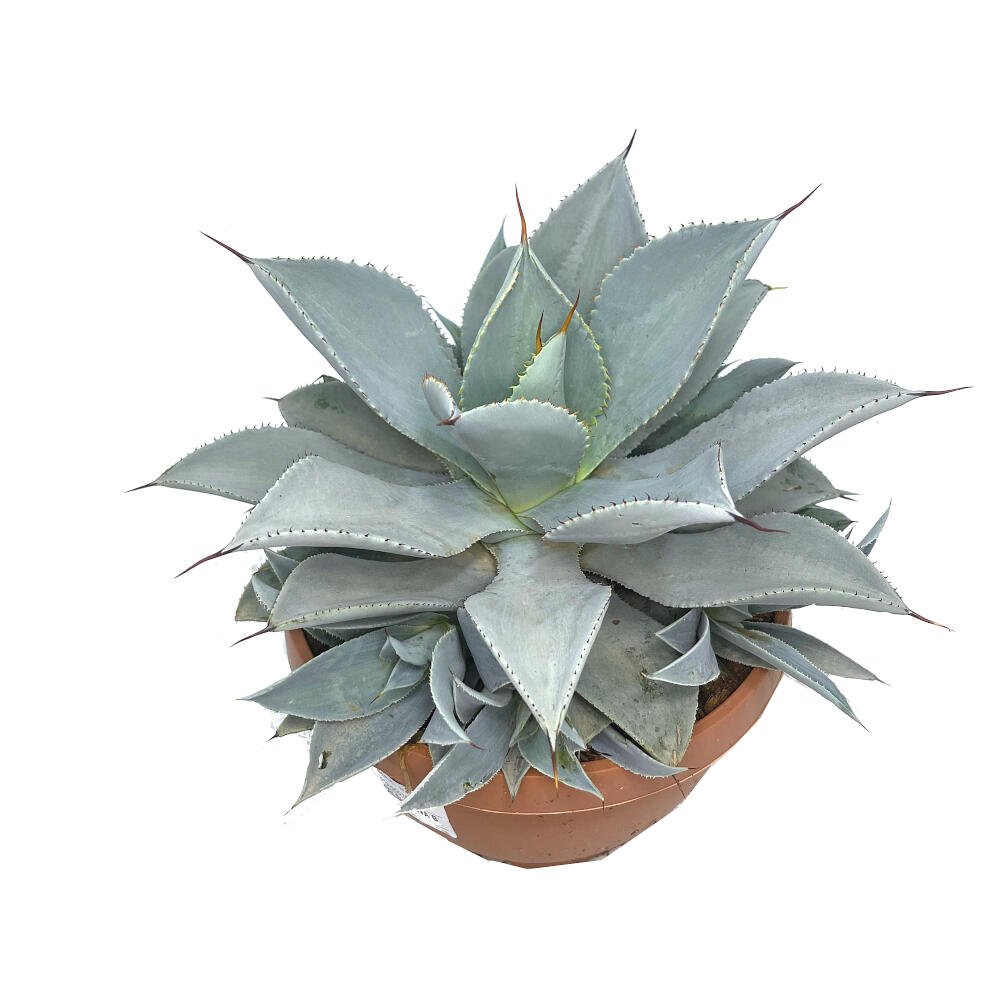 AGAVE COLORATA X CELSII NOVA BLUE M20 35CM