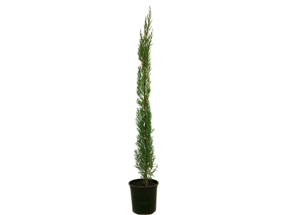 CUPRESSUS SEMPERVIRENS M20 120CM (CIPRES COMUN)