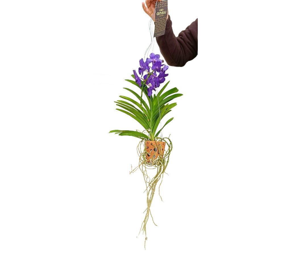 VANDA M11 (SIN FLOR)