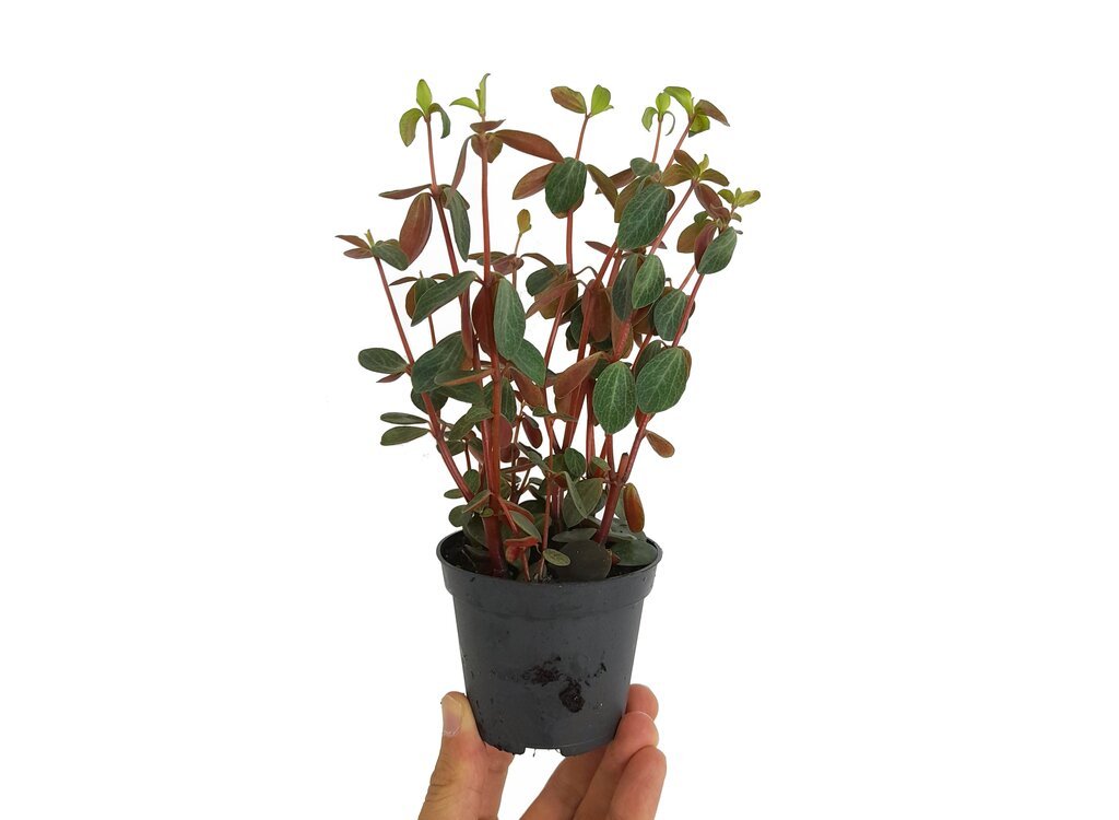 PEPEROMIA LILI RED M8