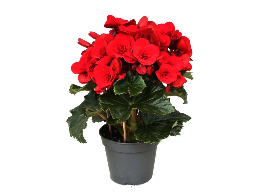 BEGONIA BALADIN M14 30CM