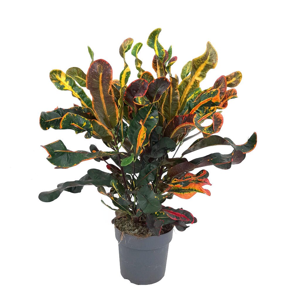 CROTON VARIEGATA HIBRIDO M20 60CM