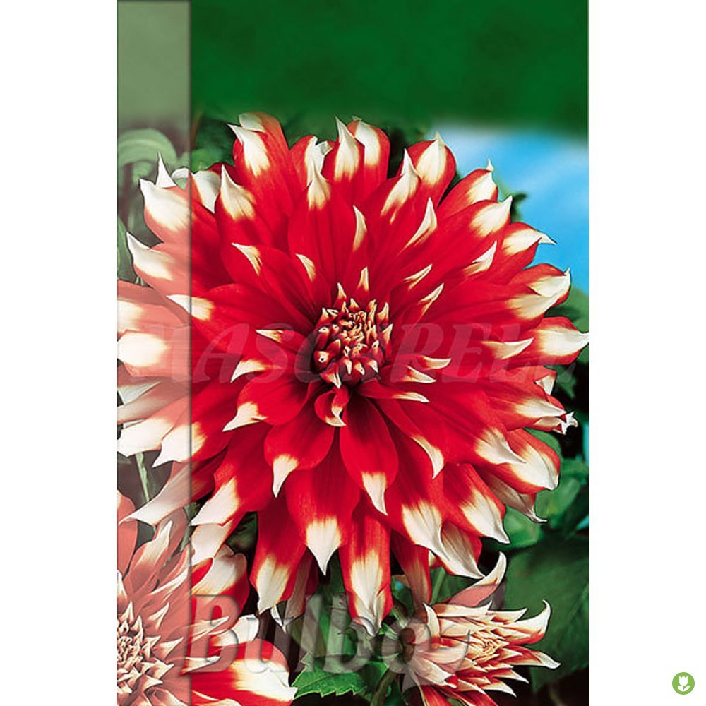 BULBO DALIA ANGEL FACE ROJO Y BLANCA