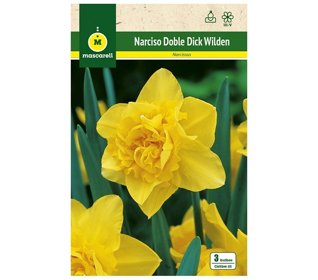 BULBO NARCISO DOBLES DICK WILDEN