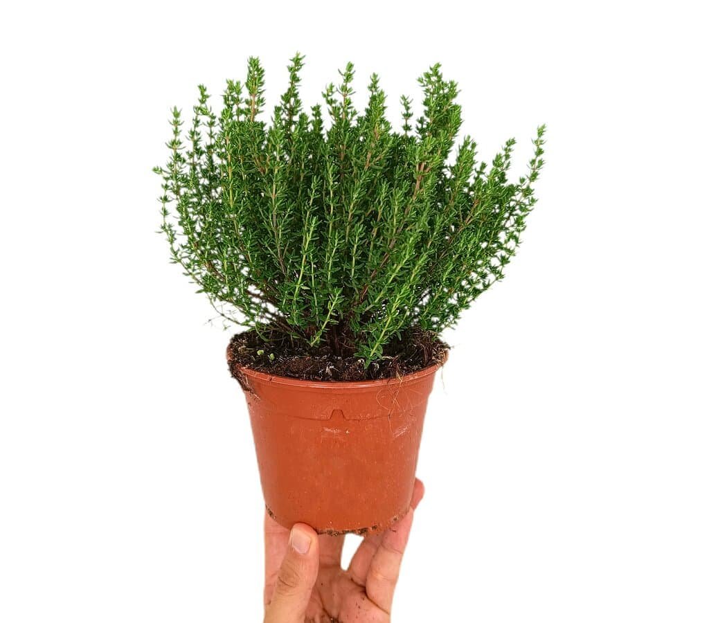 TOMILLO COMÚN M13 (THYMUS VULGARIS)