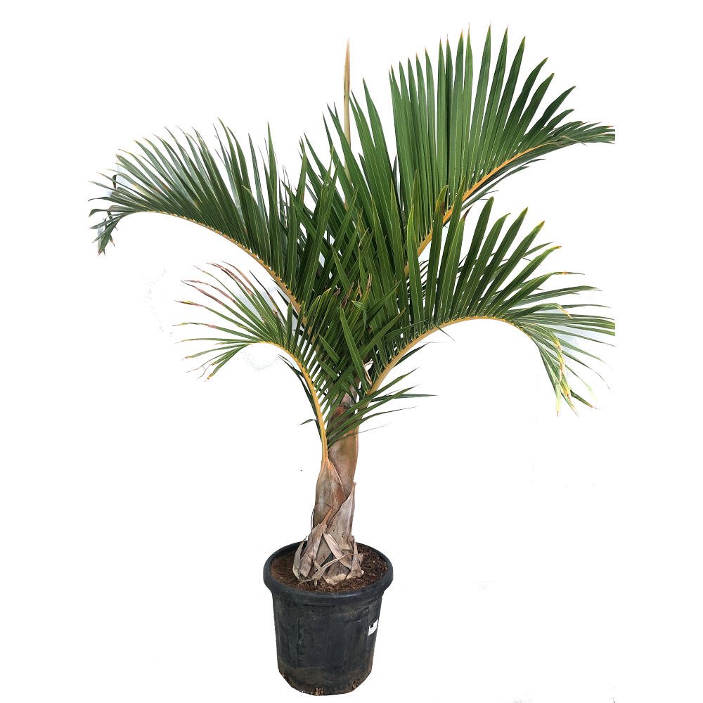 MASCARENA VERSCHAFFELTII M35 170CM