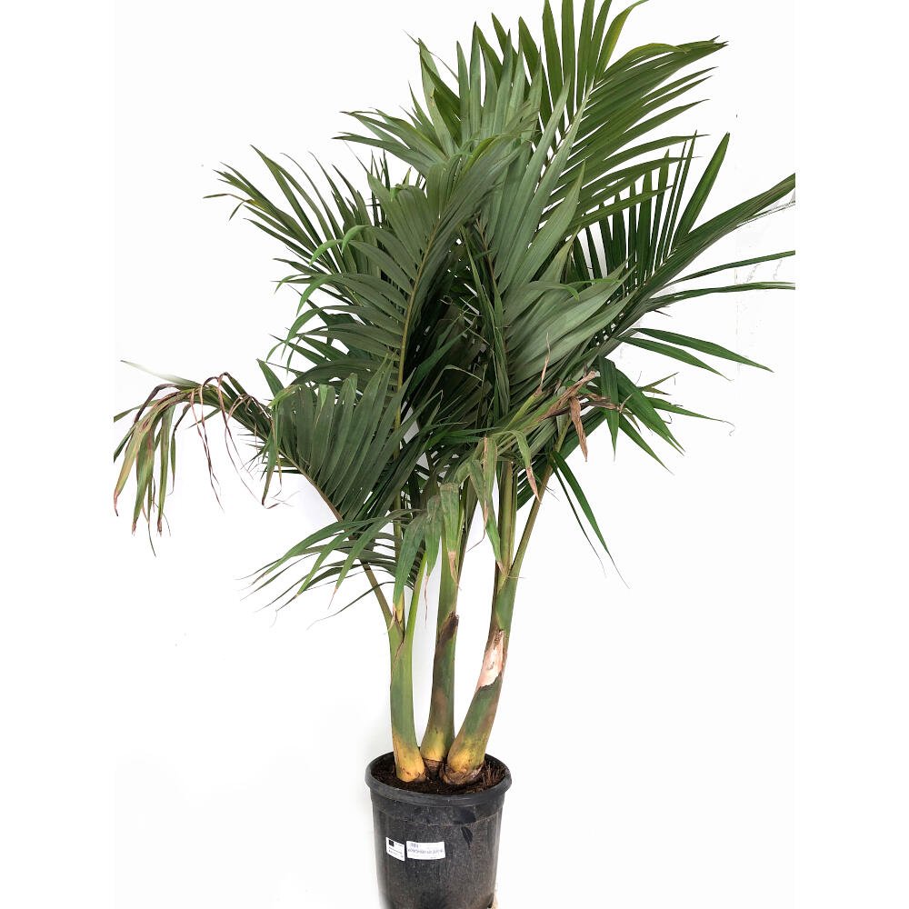 ARCHONTOPHOENIX ALEXANDRAE GRUPO M32 160CM (PALMERA DE ALEJANDRÍA)
