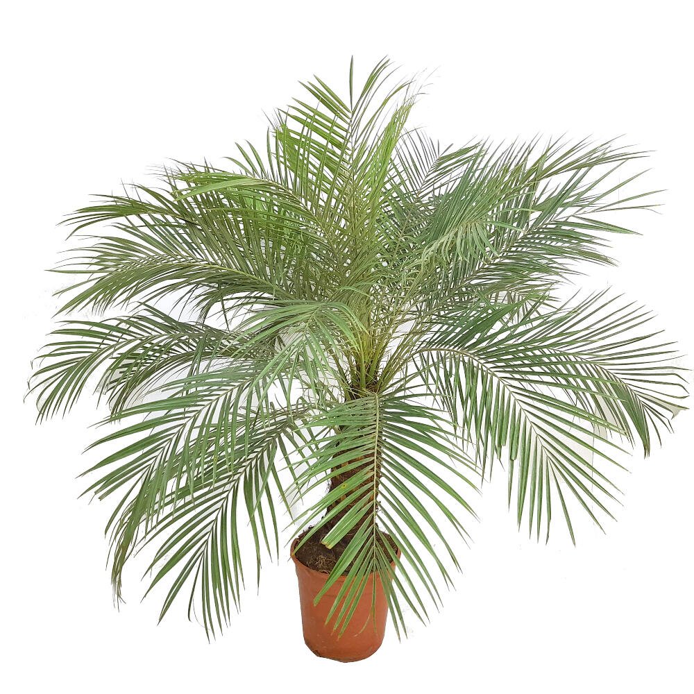 PHOENIX ROEBELENII M27 130CM