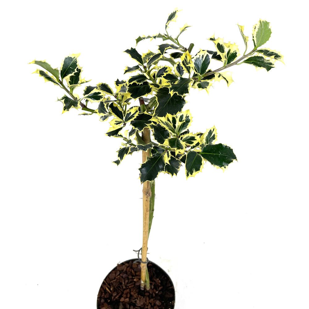 ILEX VARIEGATA COPA 75CM M17