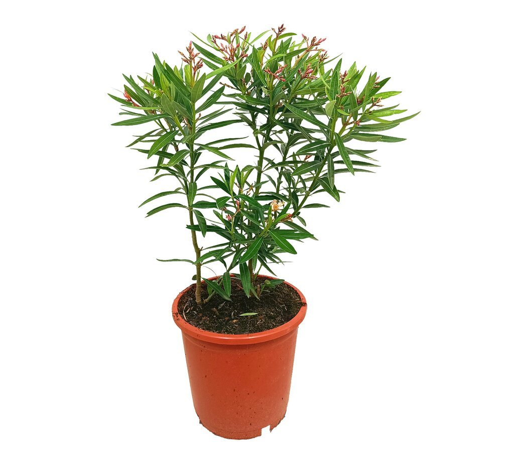 ADELFA ENANA M25 45-65CM (VALADRE O NERIUM OLEANDER)