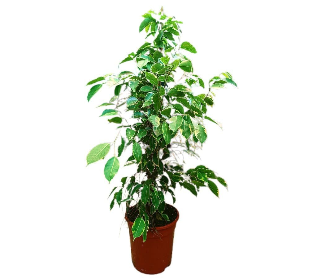 FICUS GOLDEN KING M21