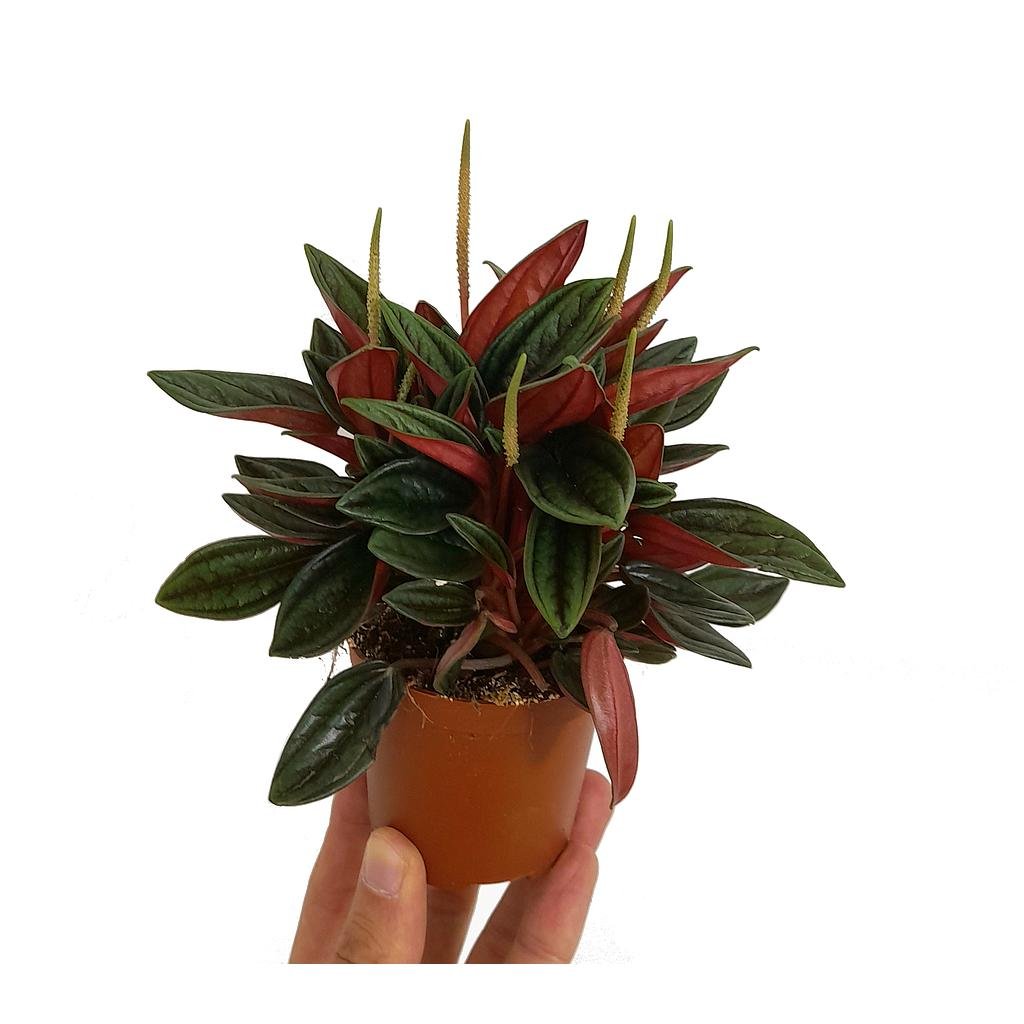 PEPEROMIA CAPERATA ROSSO M7