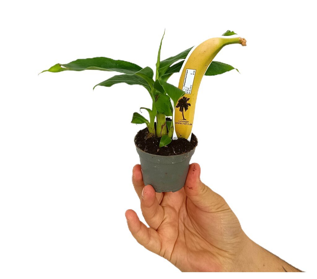 PLATANERA CANARIA M6 (MUSA CHEEKA)