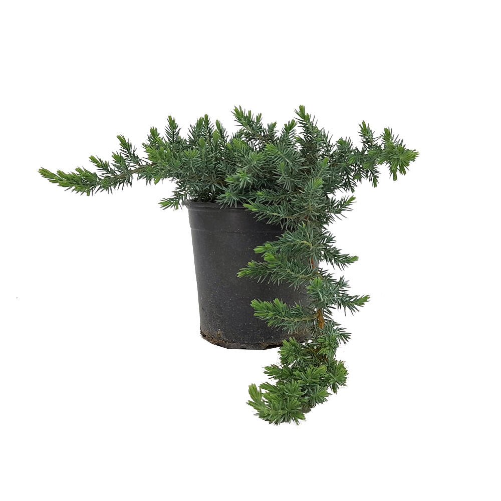 JUNIPERO BLUE PACIFIC M18 (RASTRERO)