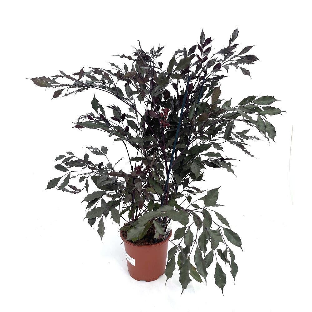 LEEA GUI BURGUNDY M19 80CM