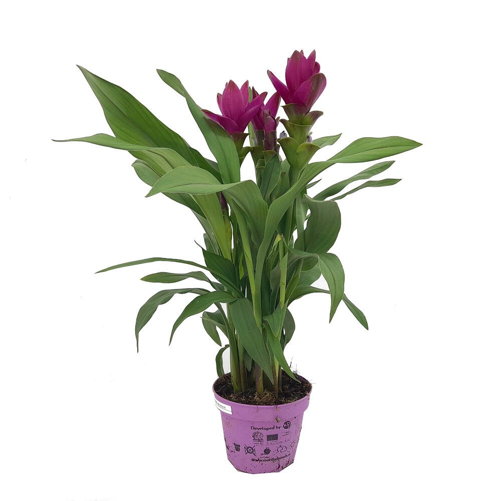 CURCUMA SIAM SPLASH M12 50CM (TULIPÁN SIAMÉS)