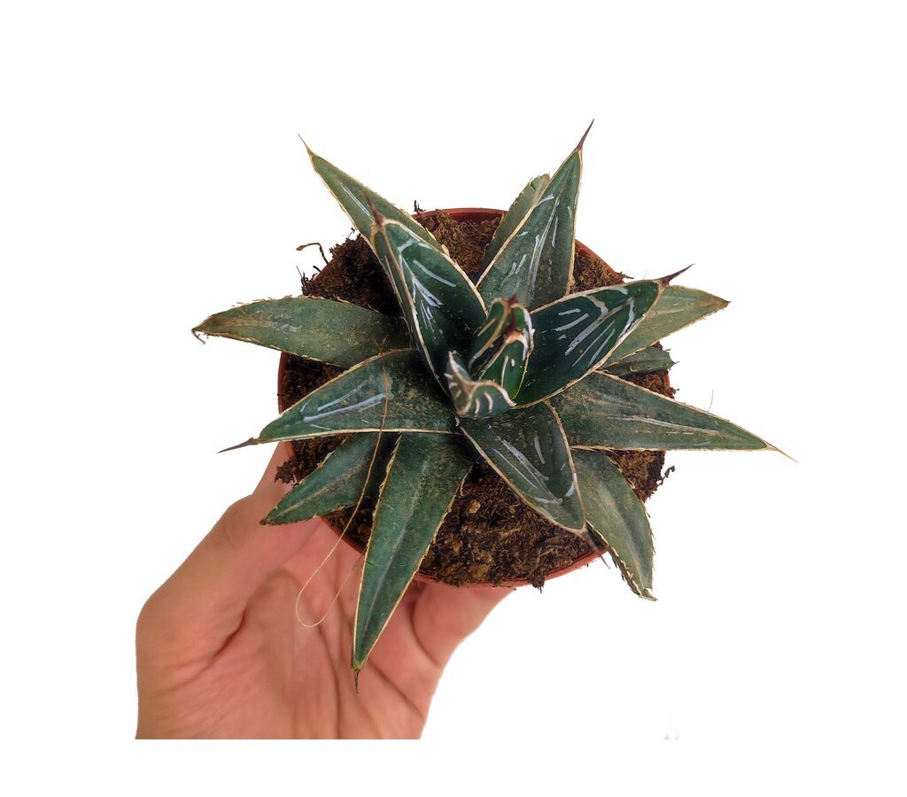 AGAVE REGINAE VICTORIA M8