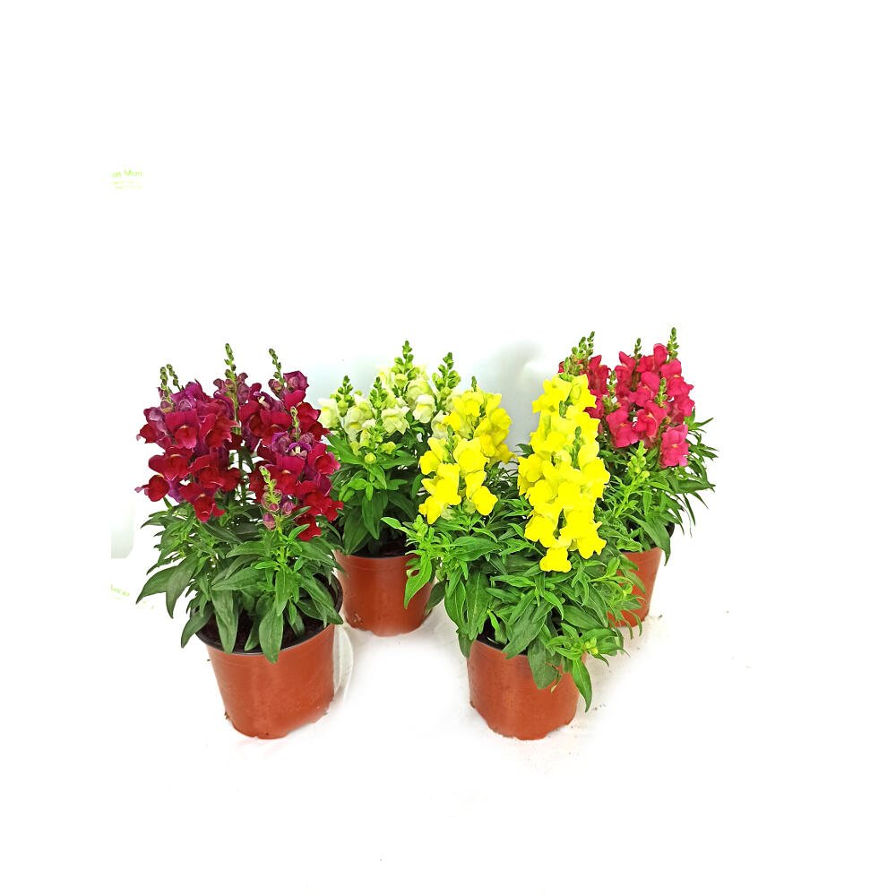 ANTIRRHINUM M13 20CM (FLOR CONEJO)