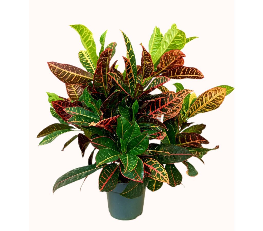 CROTON PETRA 3P M19