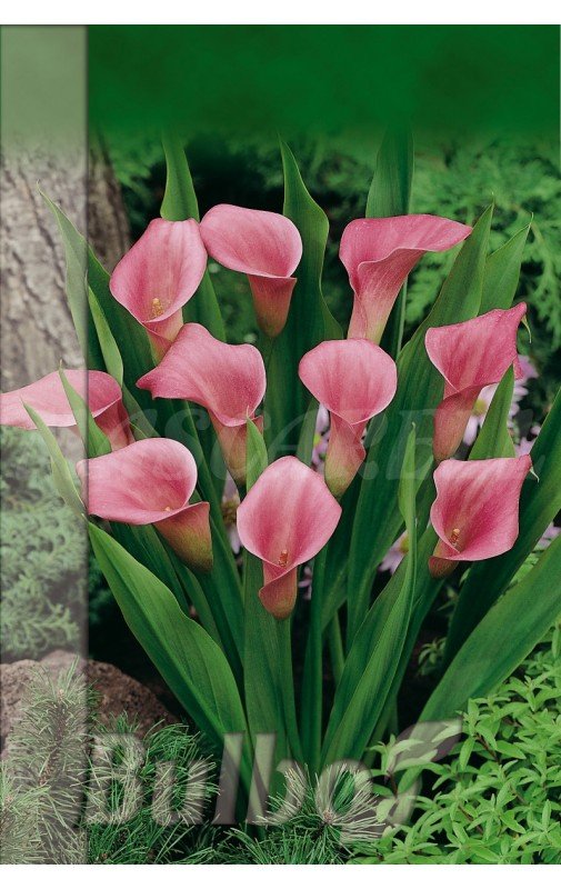 BULBO CALLA ROSA