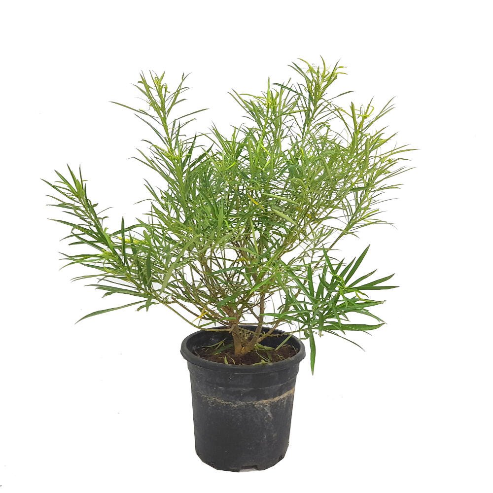 THEVETIA PERUVIANA M30 75CM (ÁRBOL DE AYOYOTE)