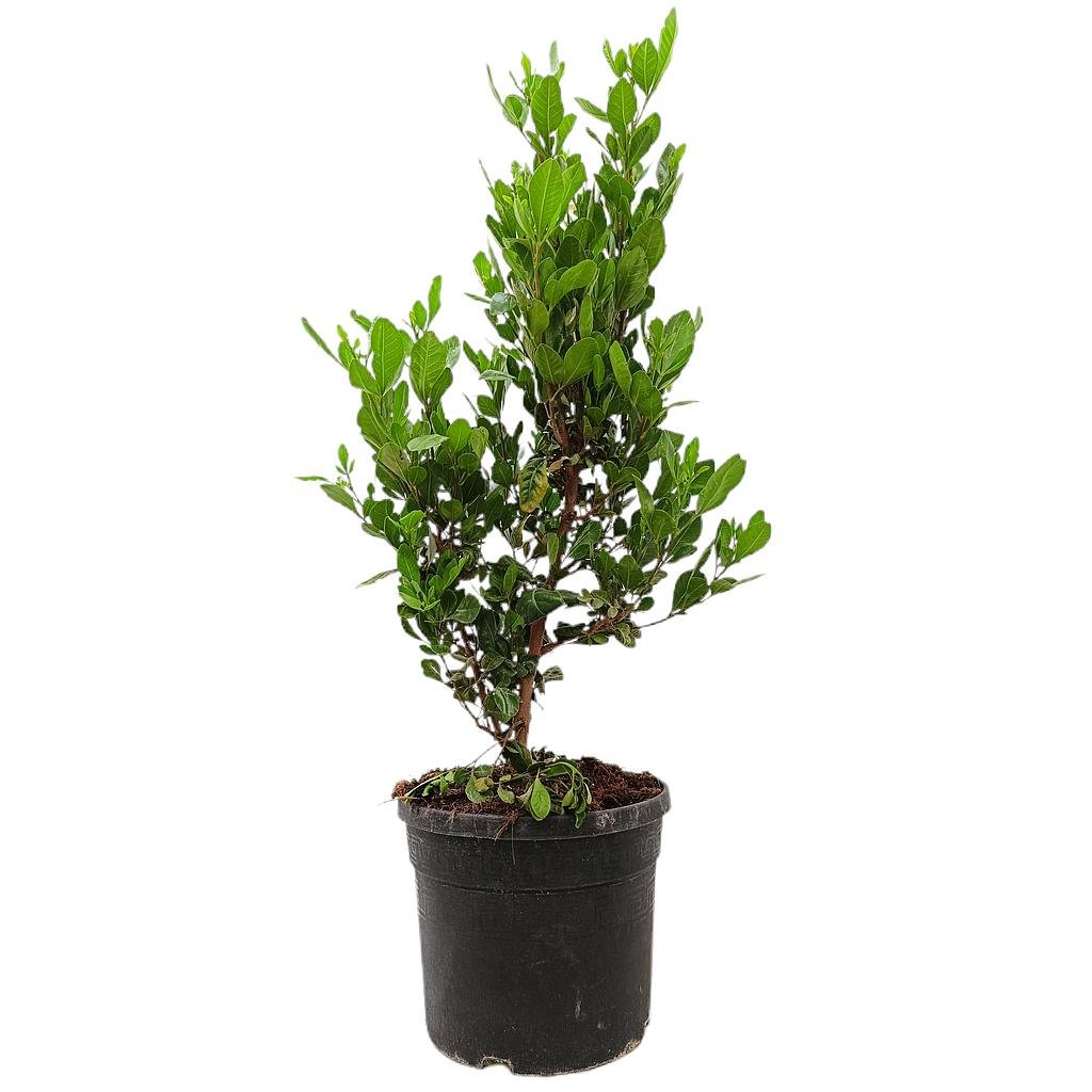 RHUS LUCIDA M19 60CM