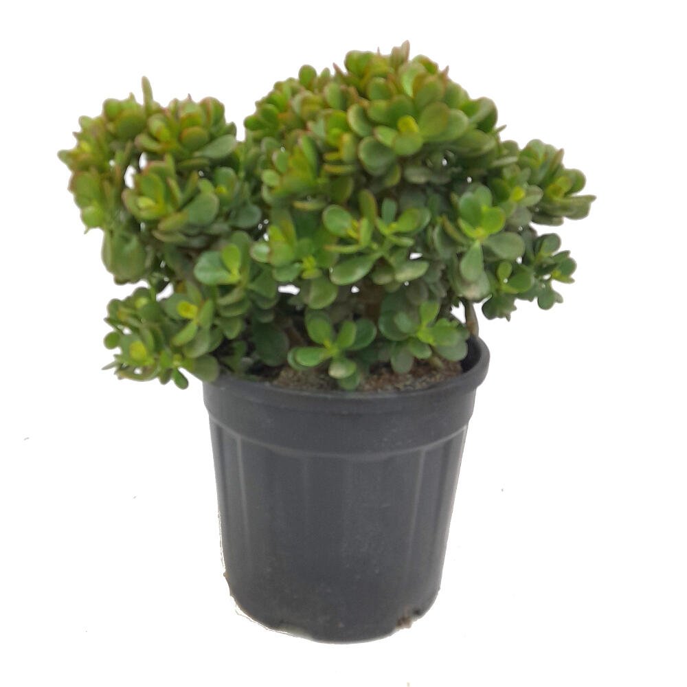 CRASSULA OVATA MINI M25 40CM