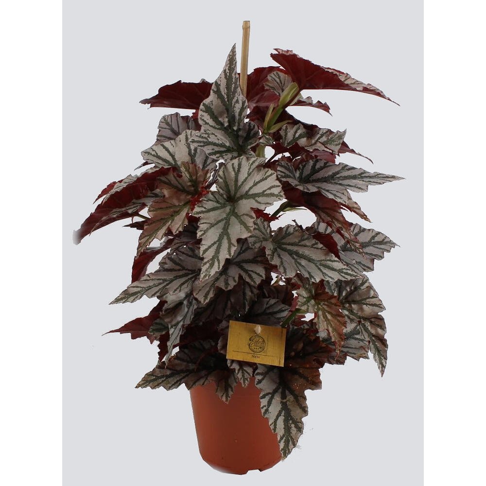 BEGONIA CANE HIGHWAY M15 45CM