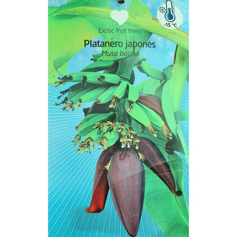 PLATANERO JAPONÉS (MUSA BASJOO) M40 100CM