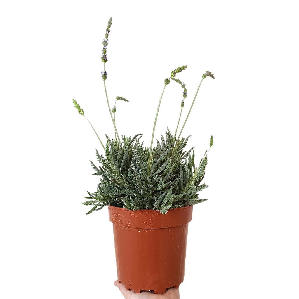 LAVANDA HIBRIDA M17