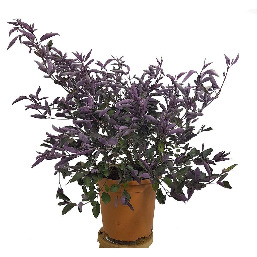 VITEX TRIFOLIA PURPUREA M24