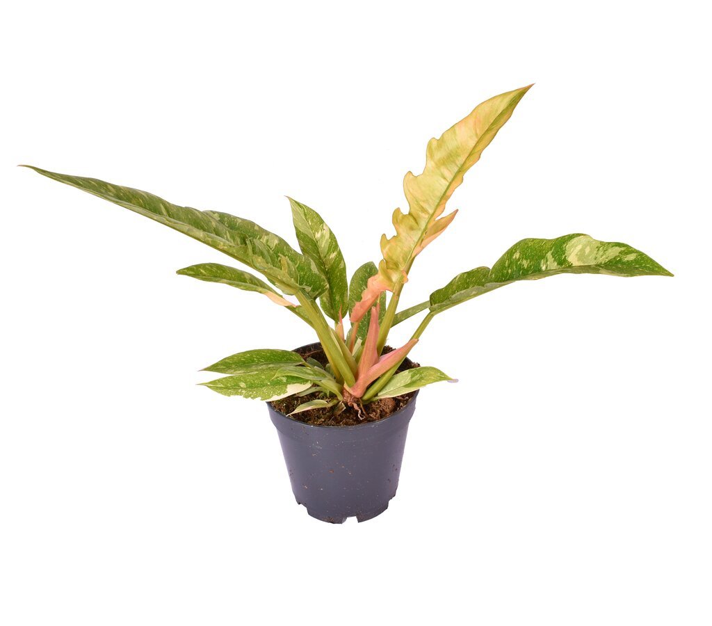 PHILODENDRON NARROW RING OF FIRE M14 35CM