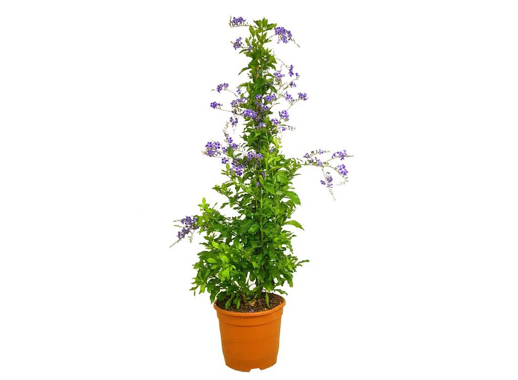 DURANTHA REPENS M22 100CM (FLOR CELESTE)