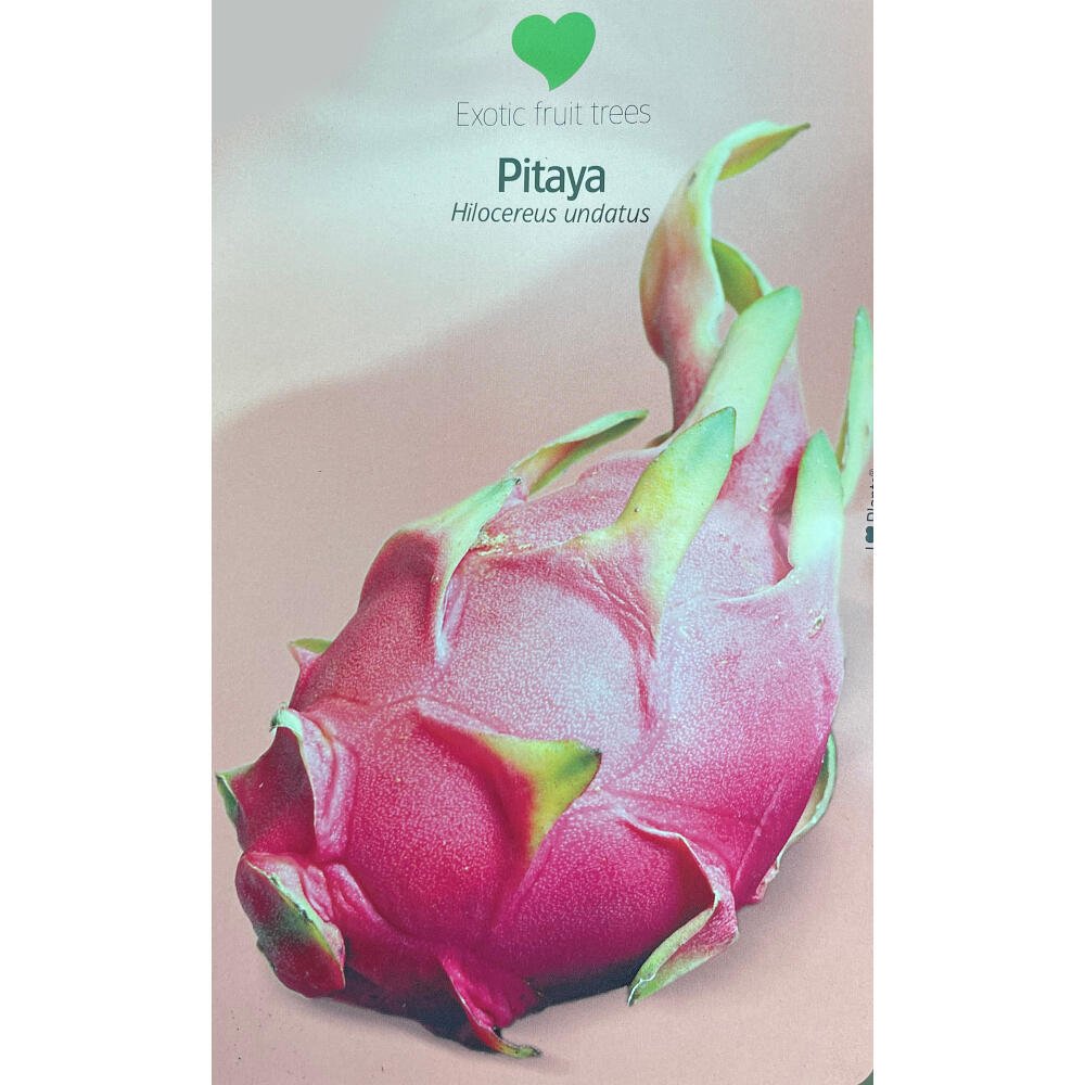 PITAYA UNDATUS ROJA M26 100CM (FRUTA DEL DRAGÓN)